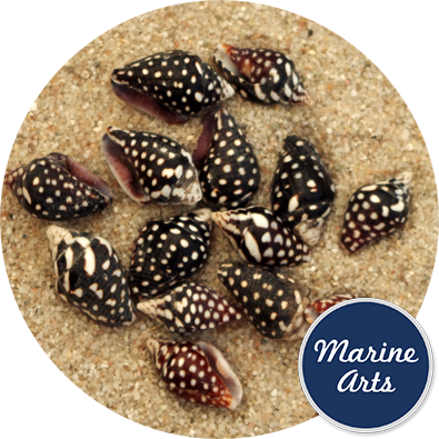 Marine Arts - Wholesale Shells